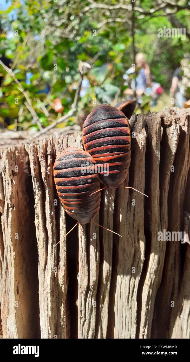 Cape Mountain Cockroach (Aptera fusca) Insecta Stock Photo - Alamy