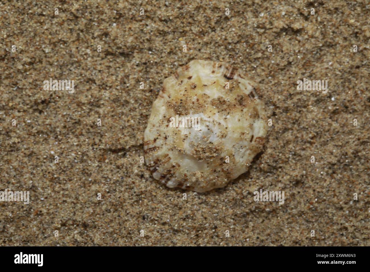 Patella Limpets (Patella) Mollusca Stock Photo - Alamy