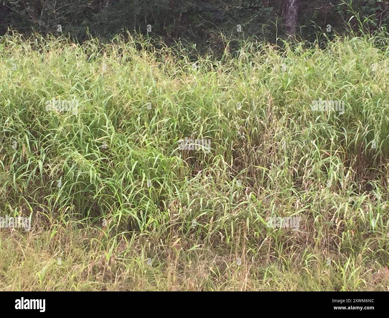 Rottboellia cochinchinensis hi-res stock photography and images - Alamy