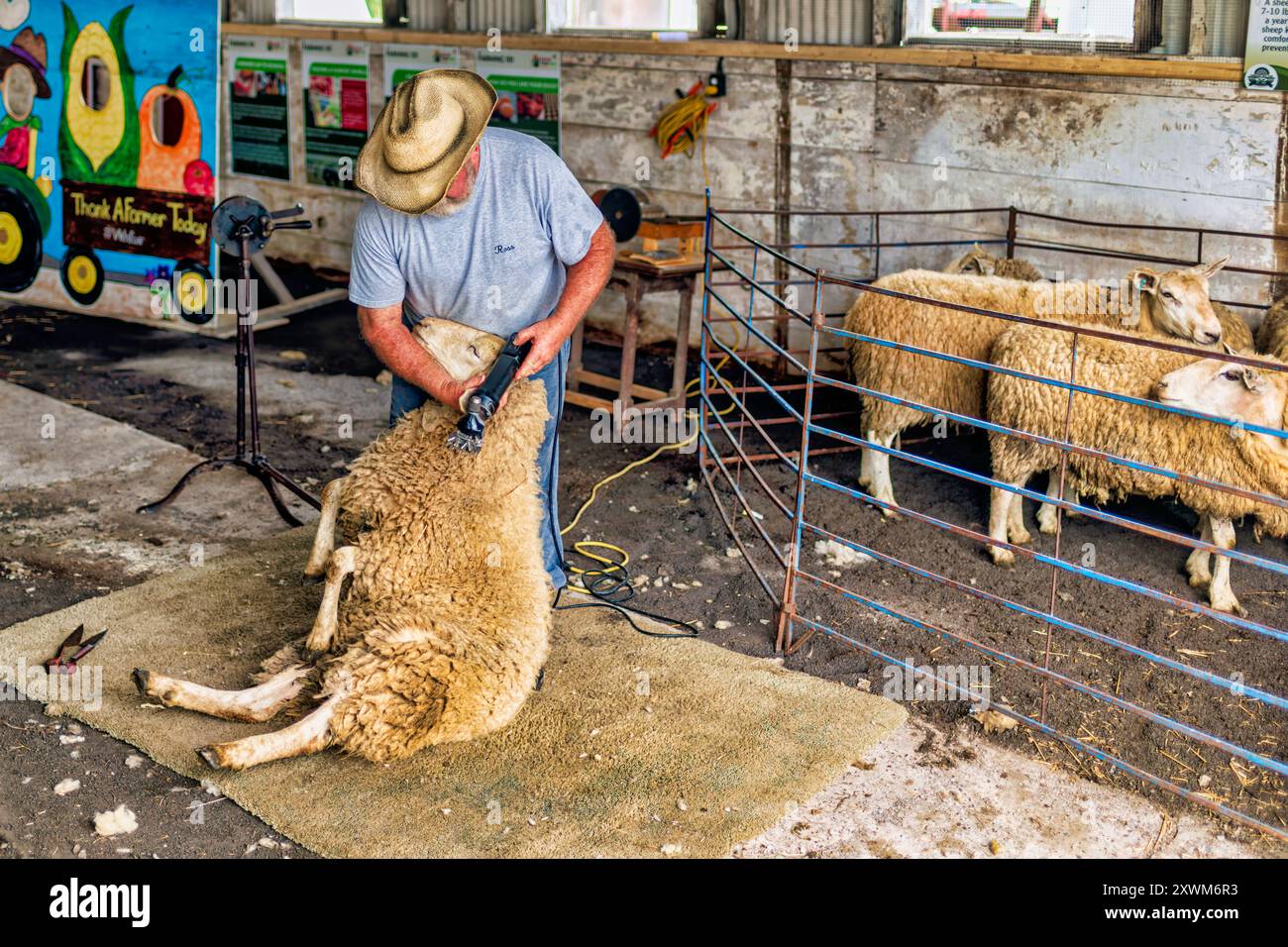 Sheep Shearer at Vankleek Hill Fair Stock Photo - Alamy