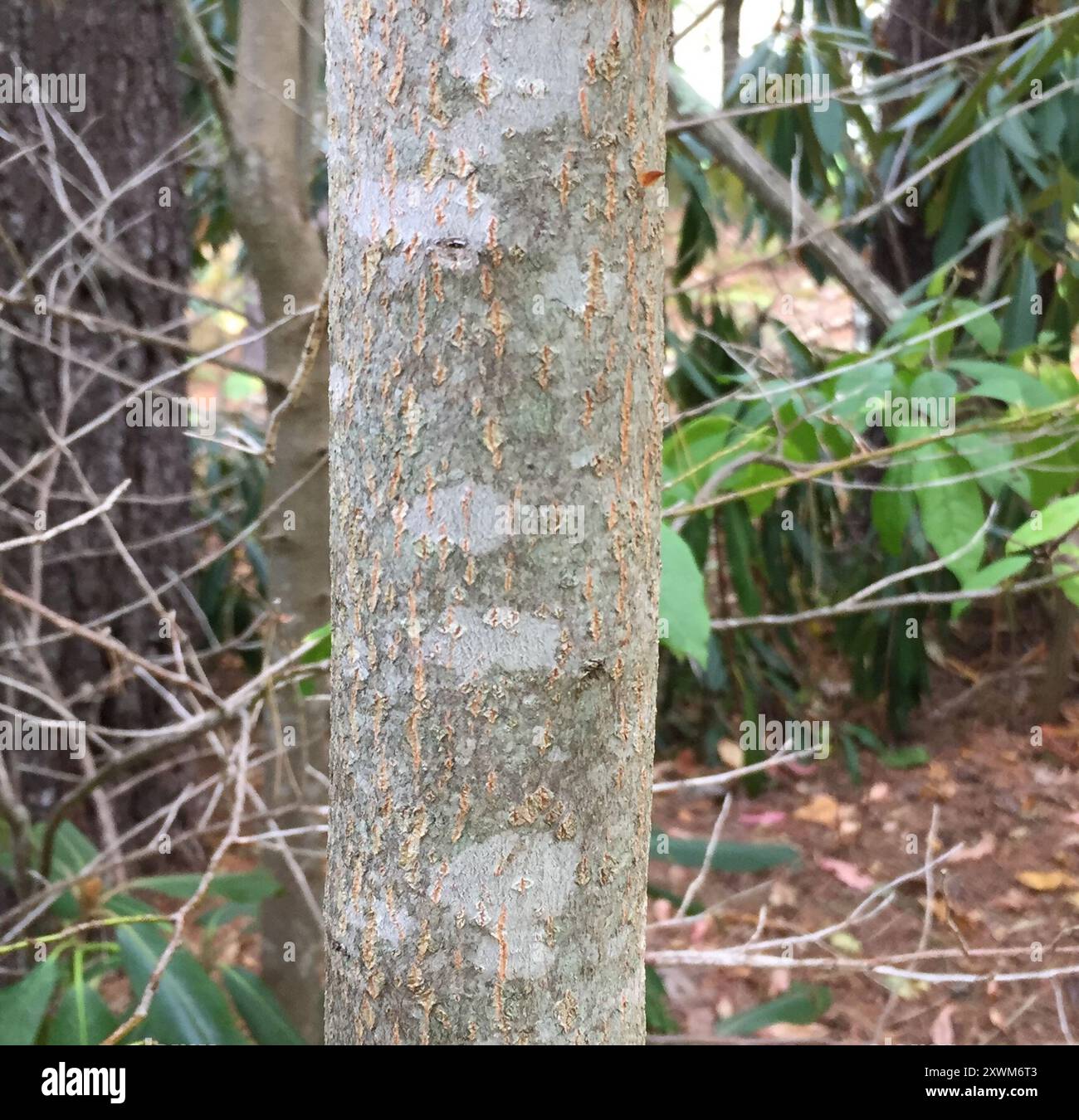 sourwood (Oxydendrum arboreum) Plantae Stock Photo - Alamy