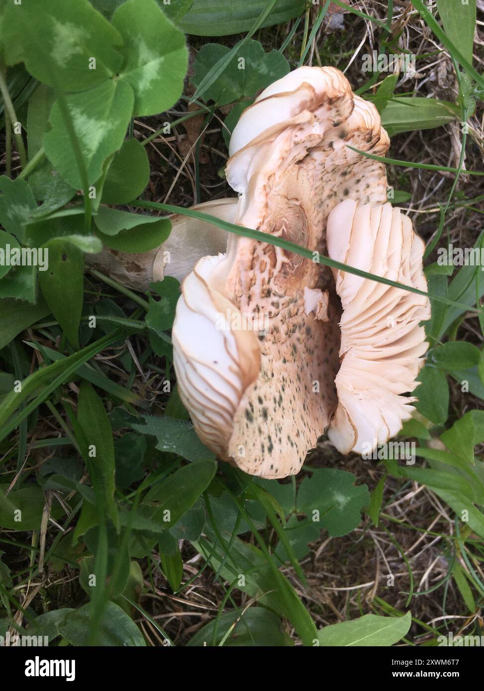 Trainwrecker (Neolentinus lepideus) Fungi Stock Photo - Alamy