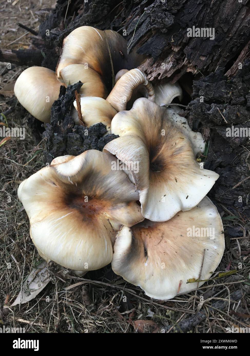 ghost fungus (Omphalotus nidiformis) Fungi Stock Photo - Alamy