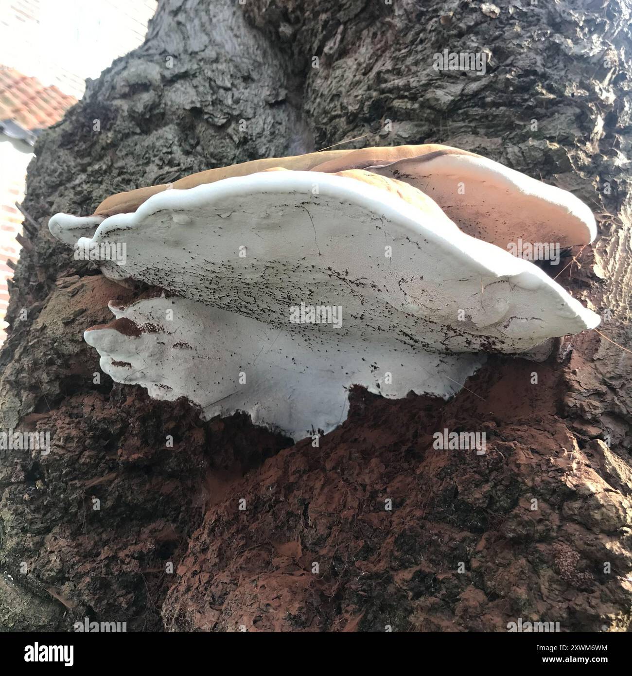 artist's bracket (Ganoderma applanatum) Fungi Stock Photo - Alamy