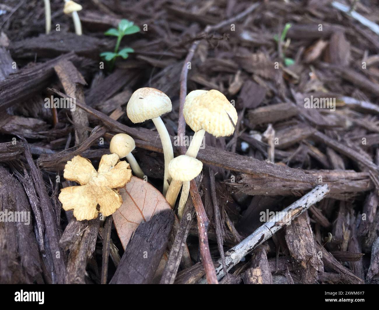 (Agrocybe retigera) Fungi Stock Photo - Alamy
