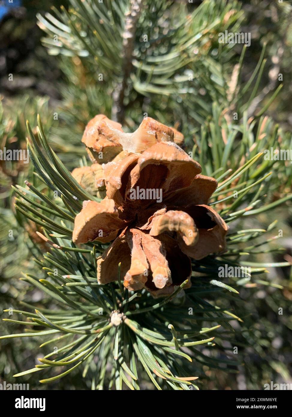 Colorado Pinyon (Pinus edulis) Plantae Stock Photo - Alamy