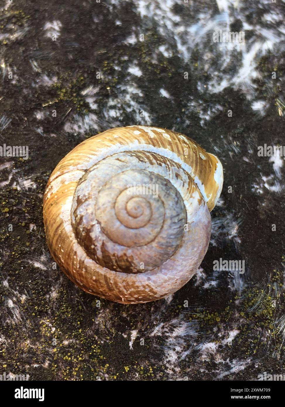 Copse Snail (Arianta arbustorum) Mollusca Stock Photo - Alamy