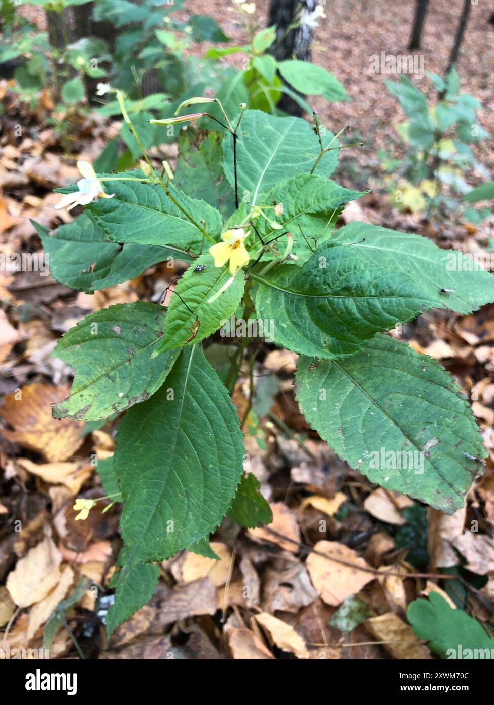 small balsam (Impatiens parviflora) Plantae Stock Photo - Alamy