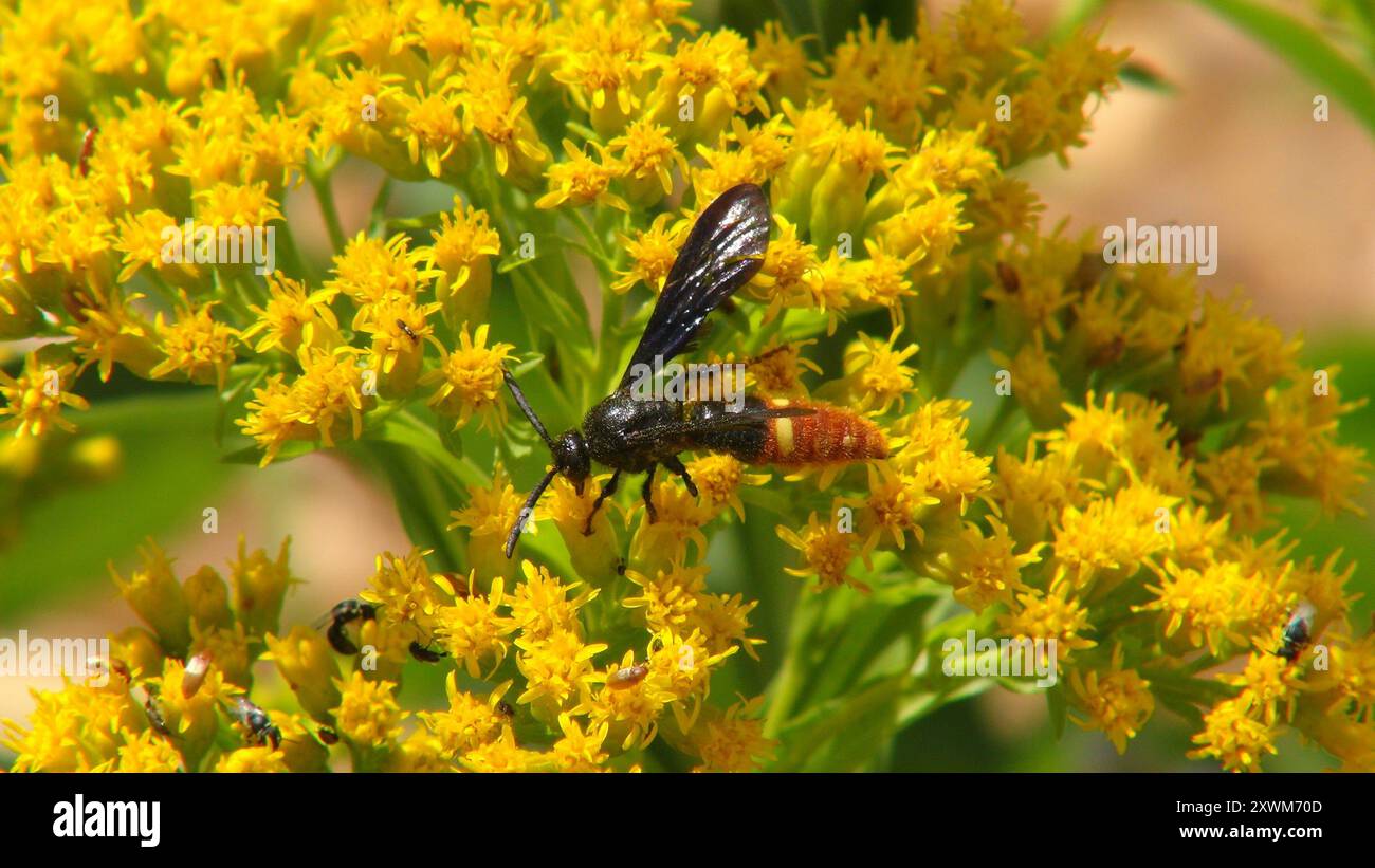 Two-spotted Scoliid Wasp (Scolia dubia dubia) Insecta Stock Photo - Alamy