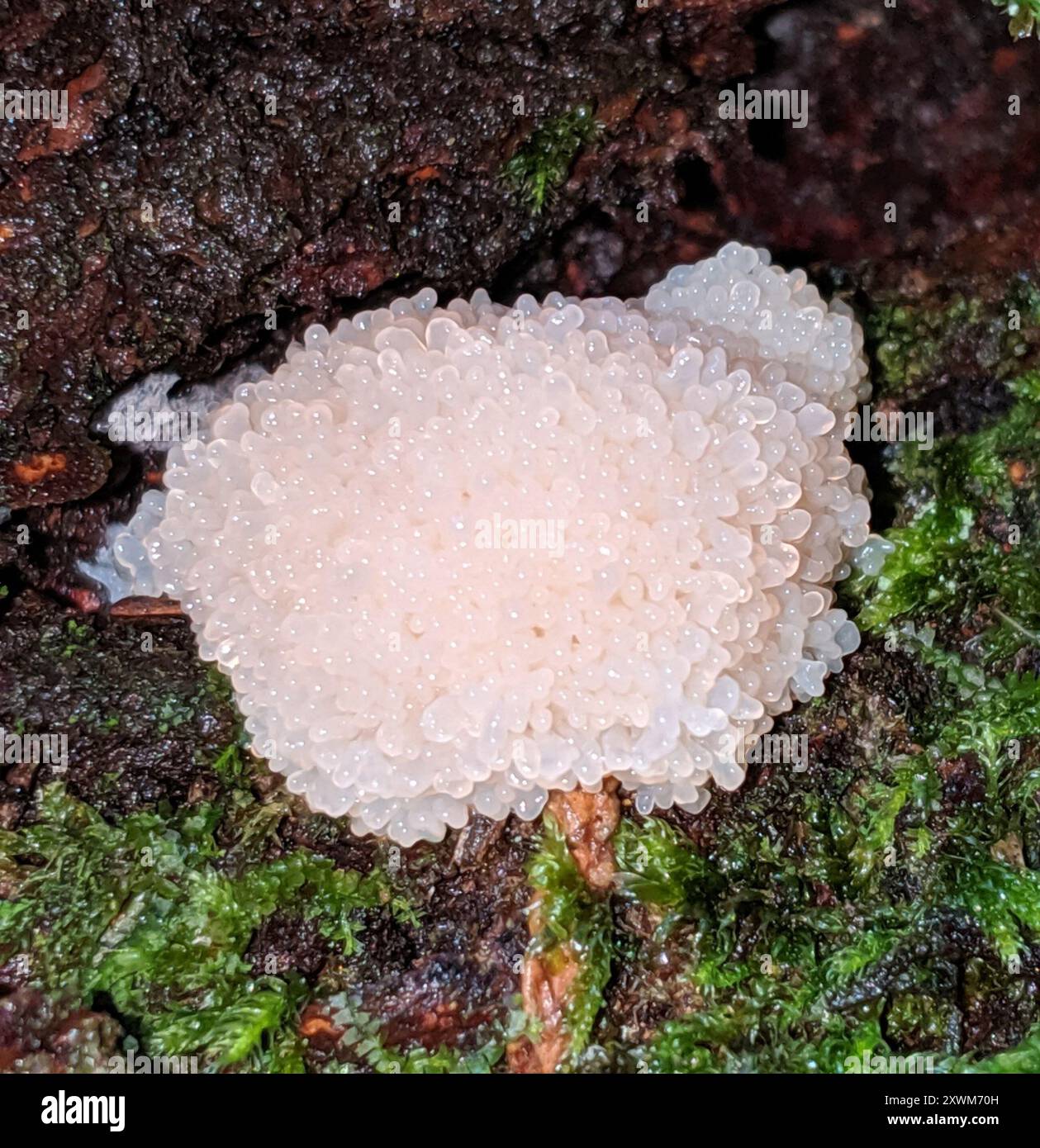 true slime molds (Myxomycetes) Protozoa Stock Photo - Alamy