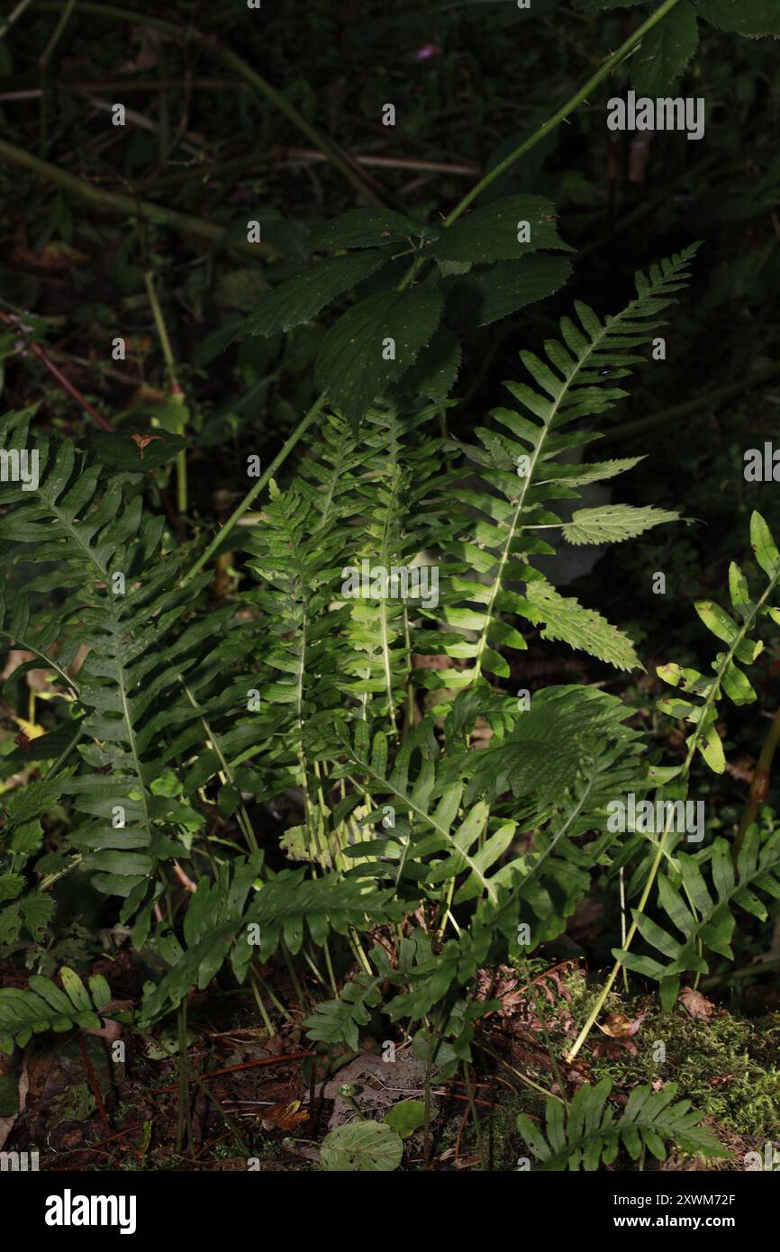 common polypody (Polypodium vulgare) Plantae Stock Photo - Alamy