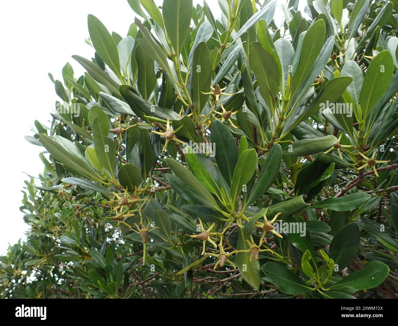 (Kandelia obovata) Plantae Stock Photo - Alamy