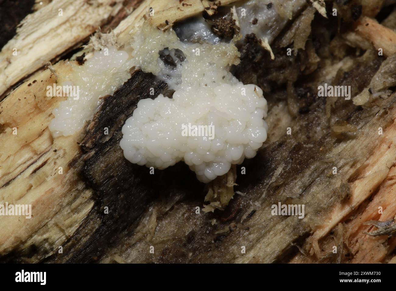 True slime molds hi-res stock photography and images - Alamy