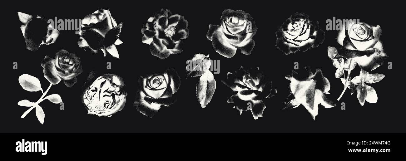 Roses photocopy stipple negative elements set vector illustration Stock ...