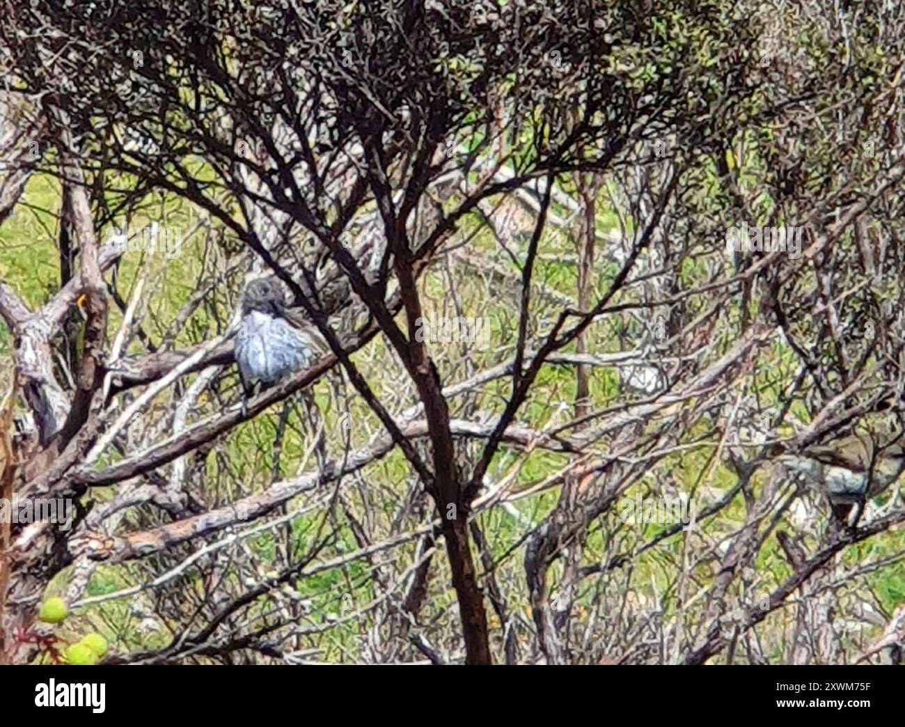 Igata gerygone hi-res stock photography and images - Alamy