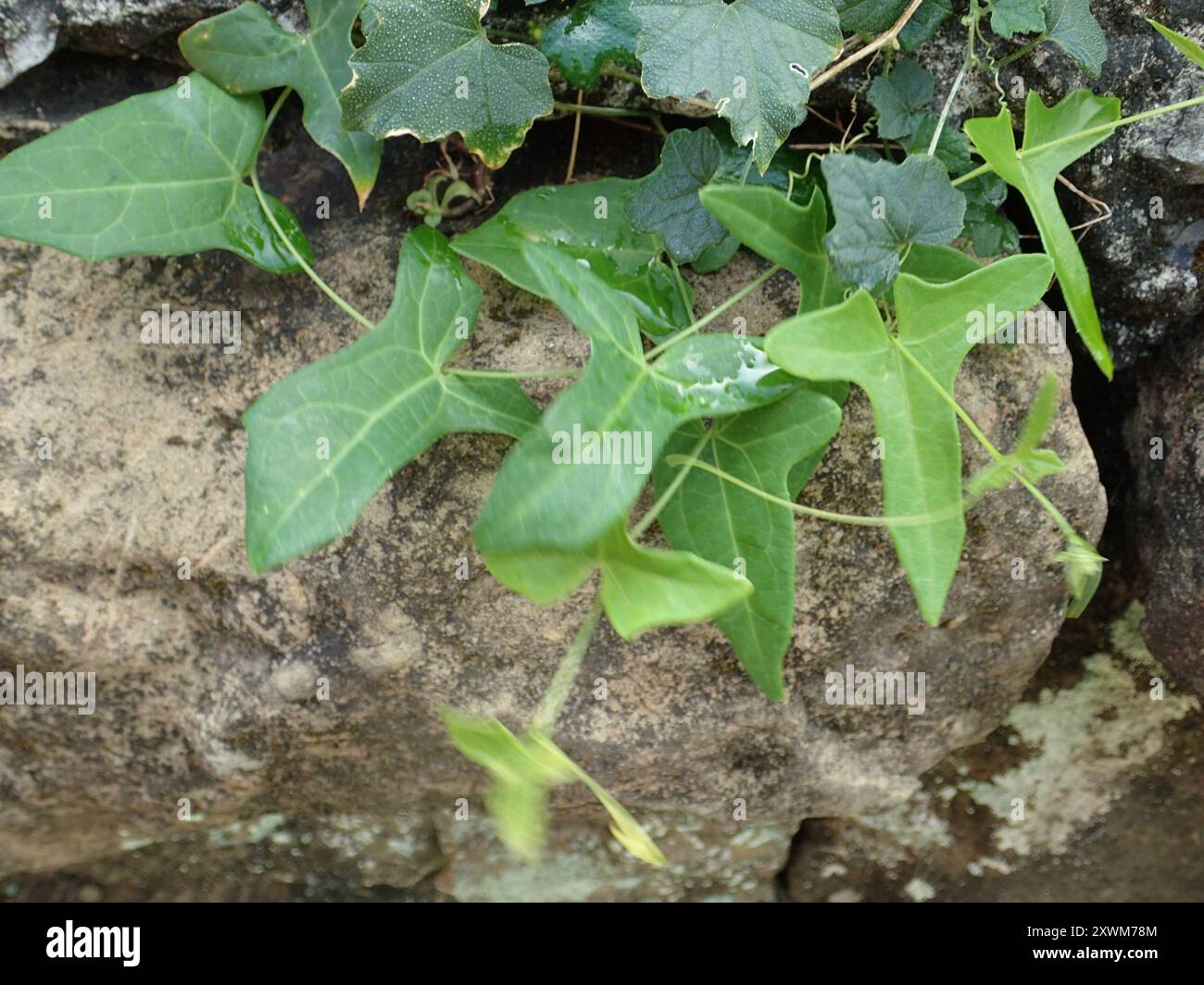 Madras Pea Pumpkin (Cucumis maderaspatanus) Plantae Stock Photo - Alamy