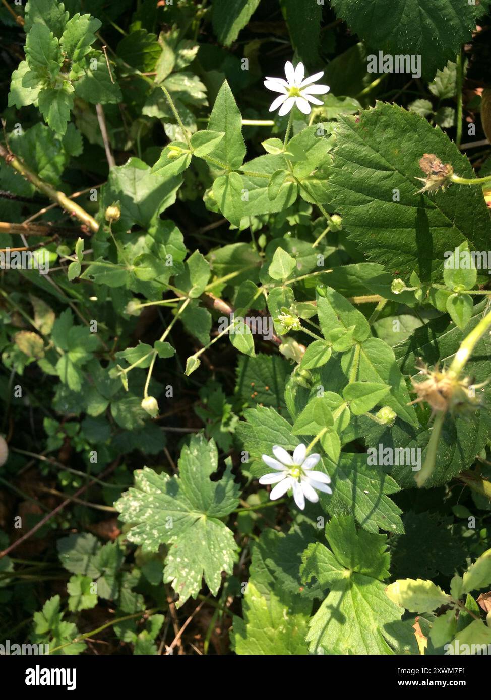 Water Chickweed (Stellaria aquatica) Plantae Stock Photo - Alamy