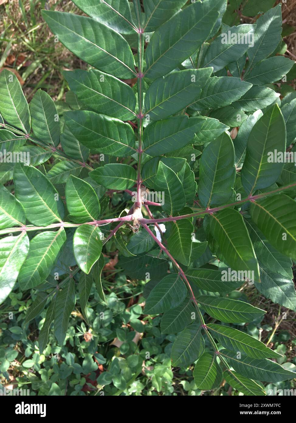shining sumac (Rhus copallinum) Plantae Stock Photo - Alamy
