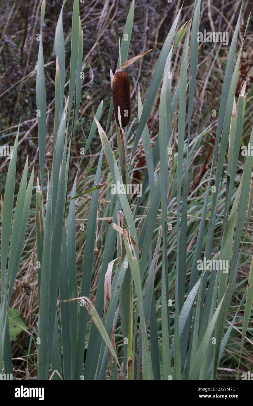 broadleaf cattail (Typha latifolia) Plantae Stock Photo - Alamy