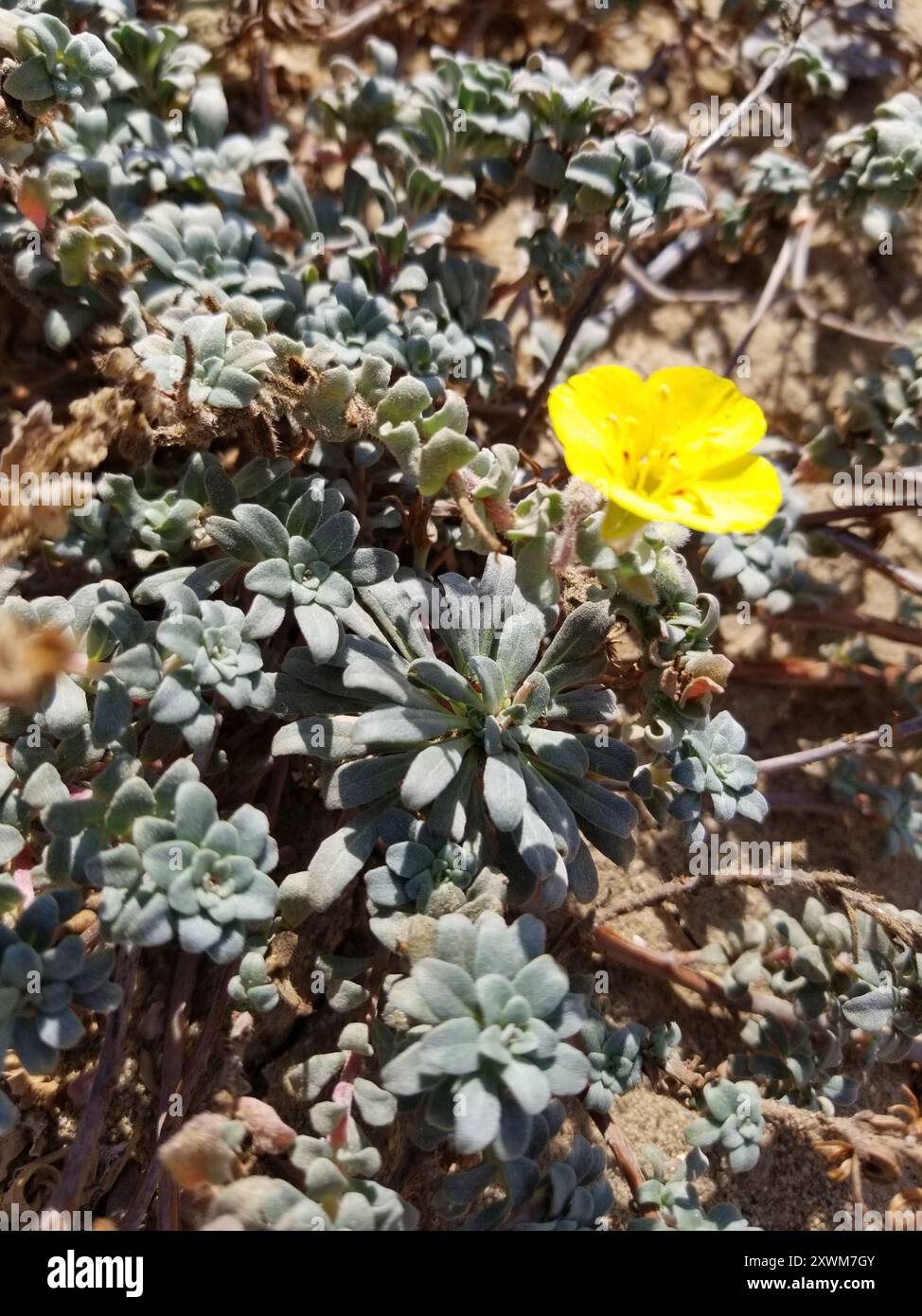 shrubby beach primrose (Camissoniopsis cheiranthifolia suffruticosa ...
