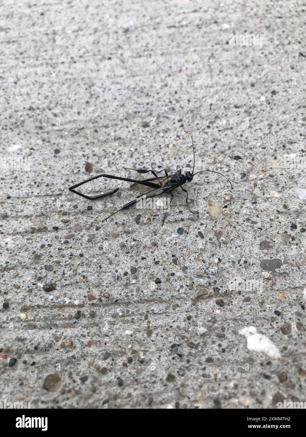 American Pelecinid Wasp (Pelecinus polyturator) Insecta Stock Photo - Alamy