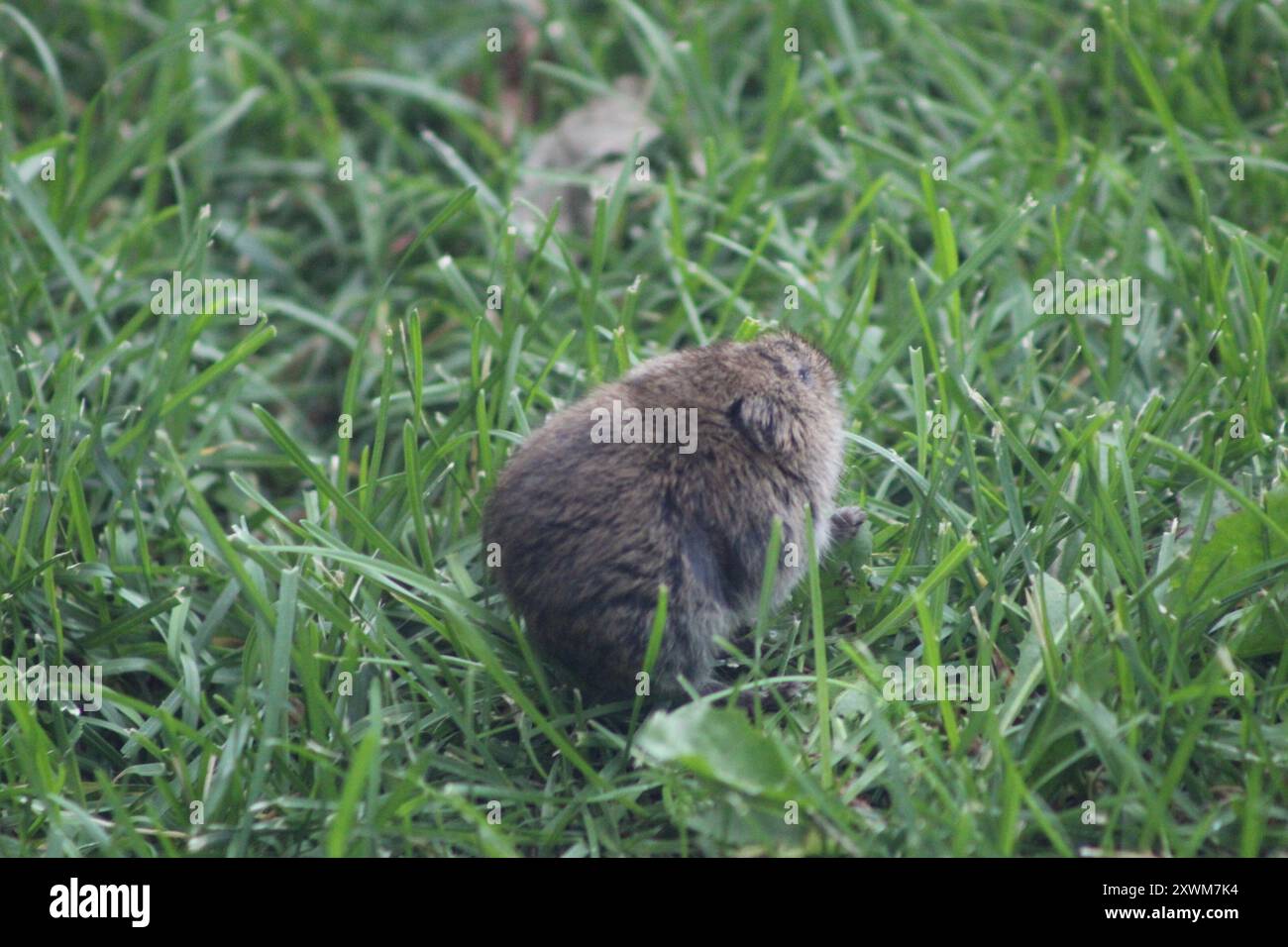Meadow Voles (Microtus) Mammalia Stock Photo - Alamy