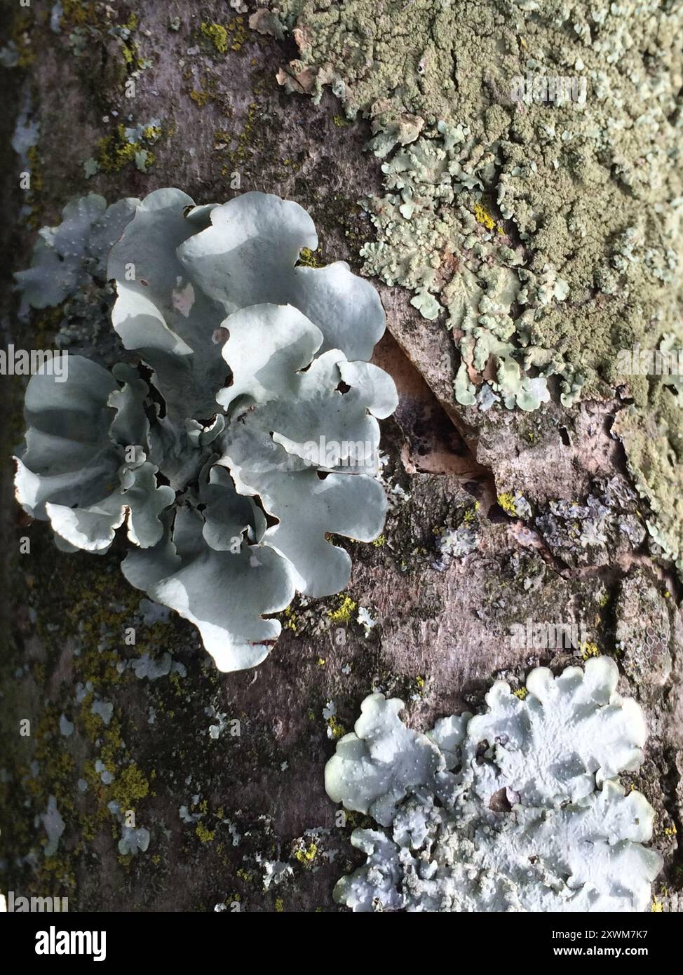 Ruffle Lichens (Parmotrema) Fungi Stock Photo - Alamy