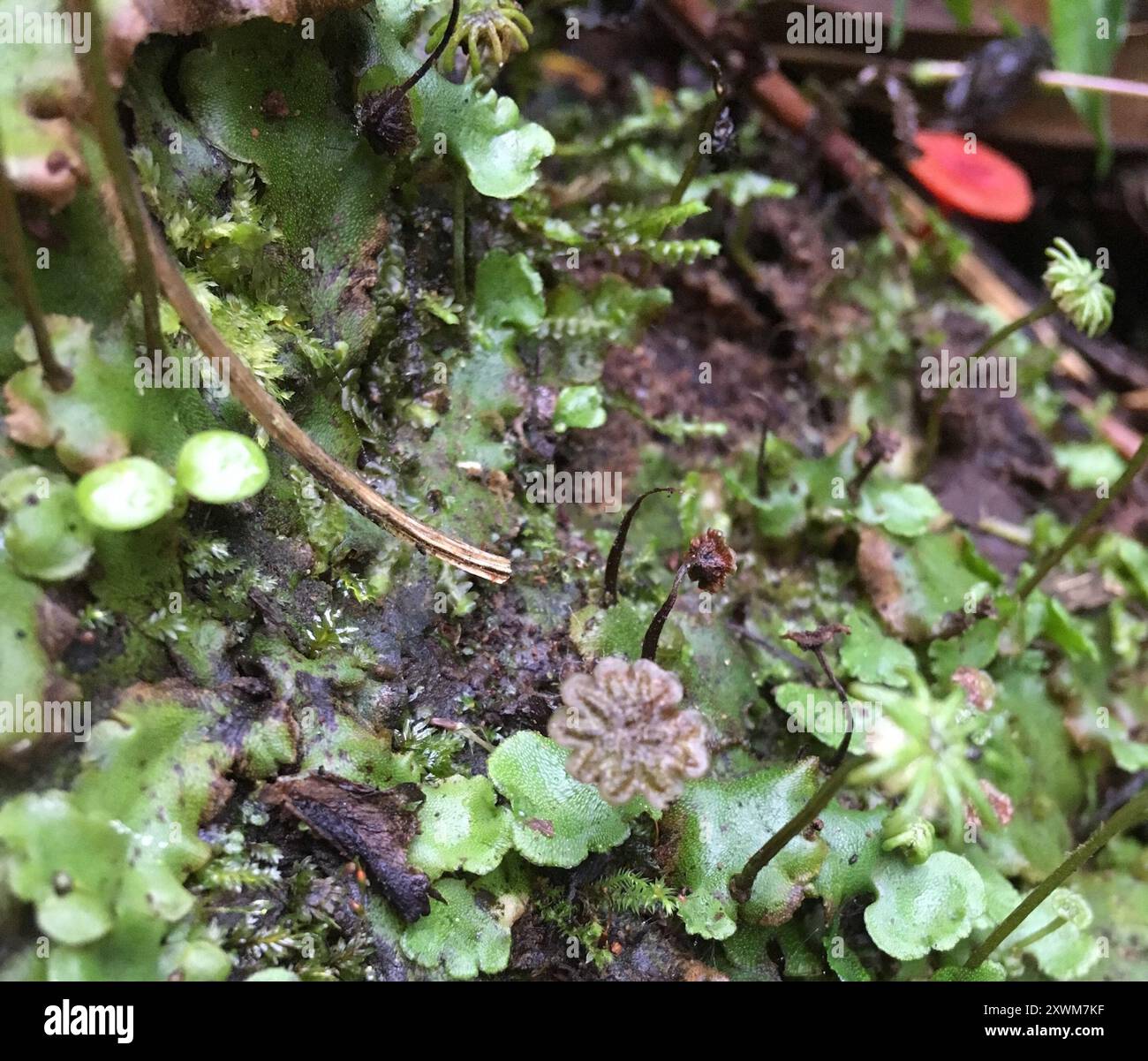 Common Liverwort (Marchantia polymorpha) Plantae Stock Photo - Alamy