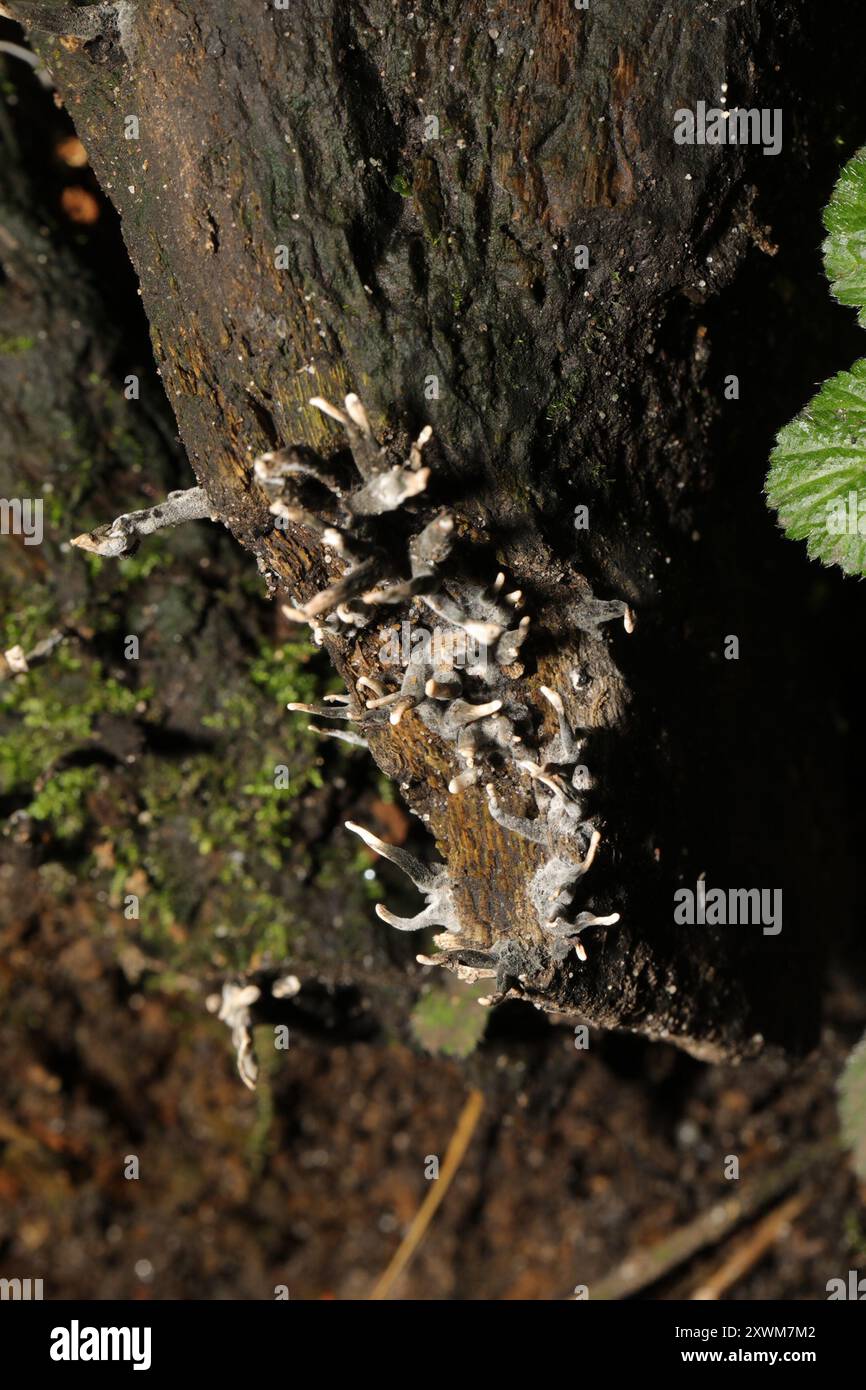 Candlesnuff Fungus (Xylaria hypoxylon) Fungi Stock Photo - Alamy
