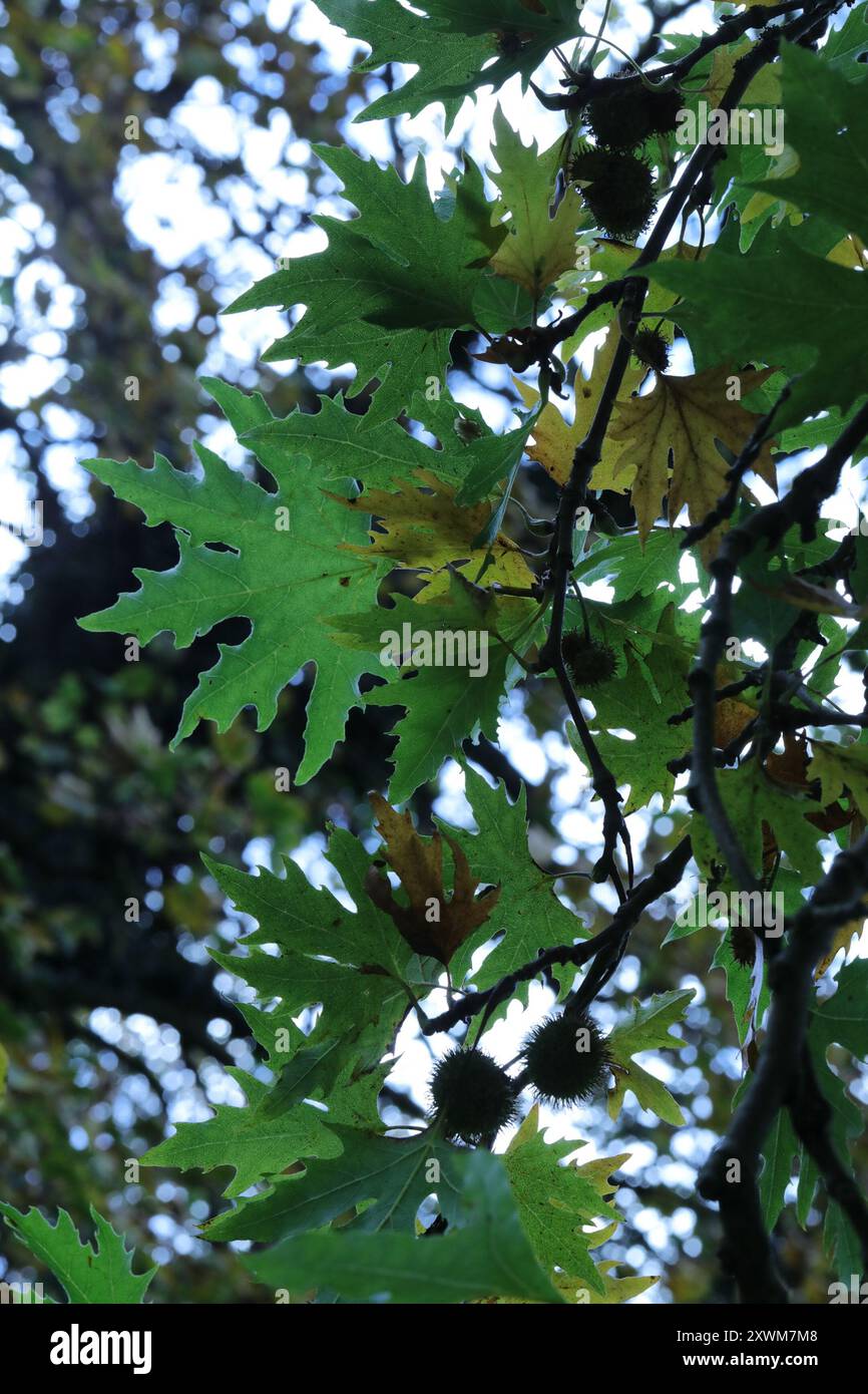 Oriental Plane (Platanus orientalis) Plantae Stock Photo - Alamy