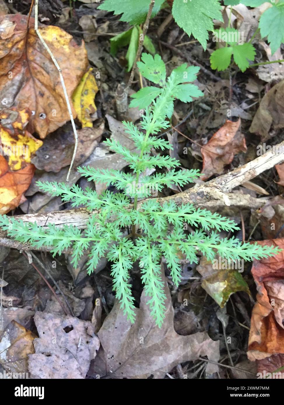 cut-leaved grapefern (Sceptridium dissectum dissectum) Plantae Stock ...