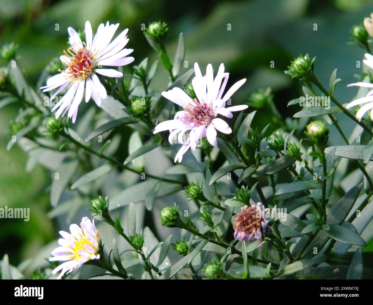 American asters (Symphyotrichum) Plantae Stock Photo - Alamy