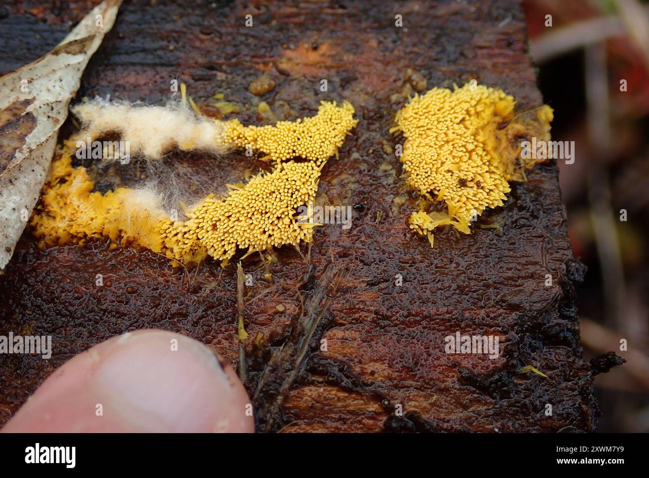 (Mucronella flava) Fungi Stock Photo - Alamy