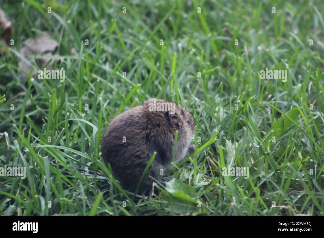Meadow Voles (Microtus) Mammalia Stock Photo - Alamy