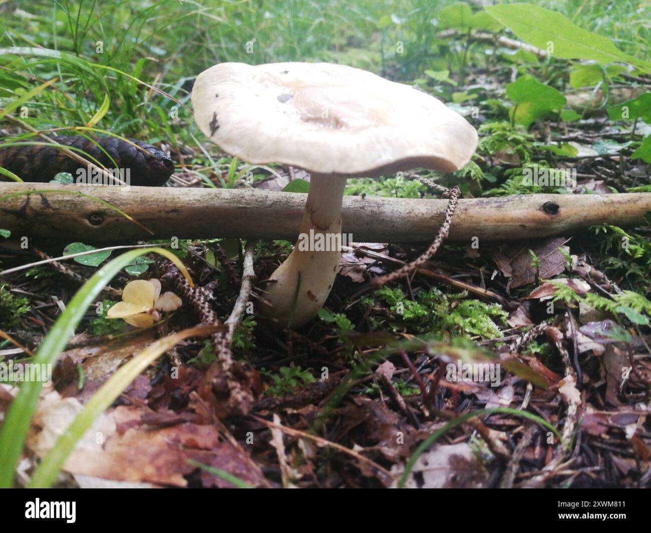 Webcaps (Cortinarius) Fungi Stock Photo - Alamy