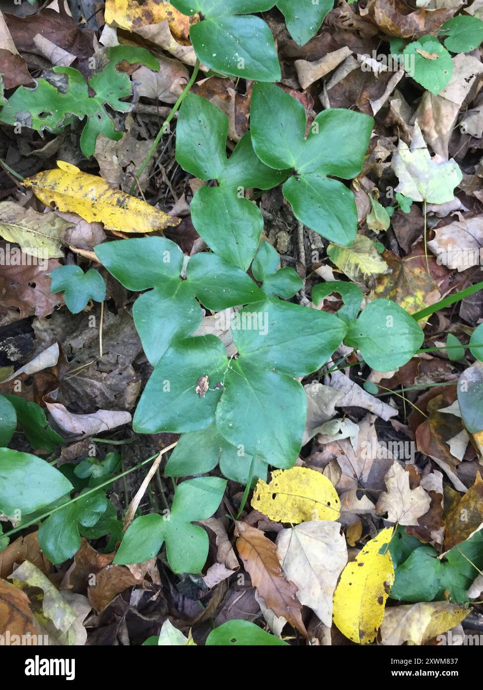 sharp-lobed hepatica (Hepatica acutiloba) Plantae Stock Photo - Alamy