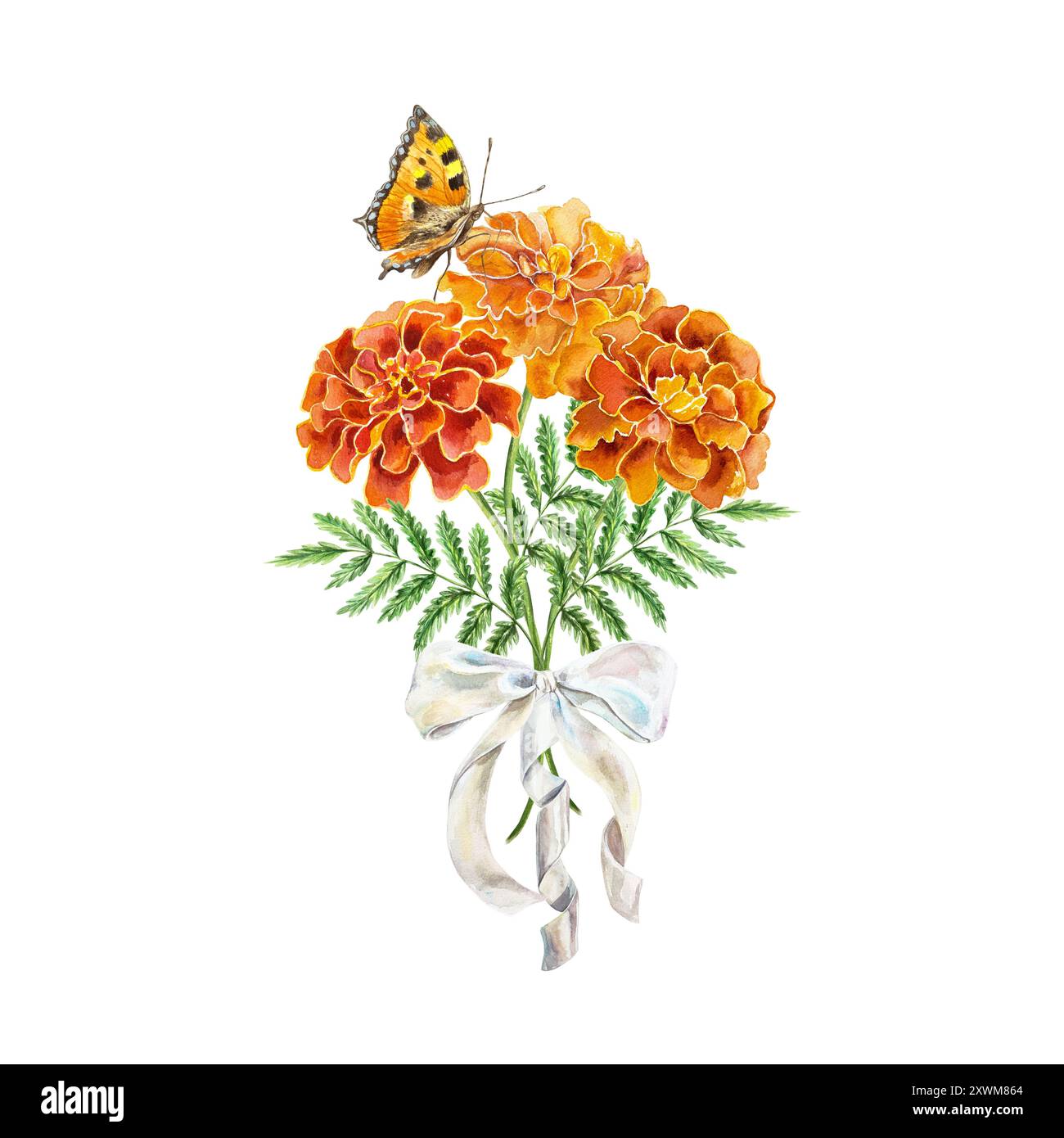 Marigold botanical illustration hi-res stock photography and images - Alamy