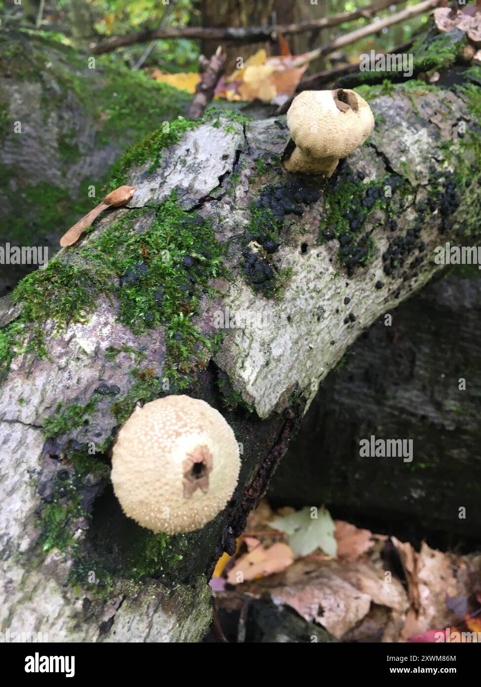 puffballs (Lycoperdaceae) Fungi Stock Photo - Alamy