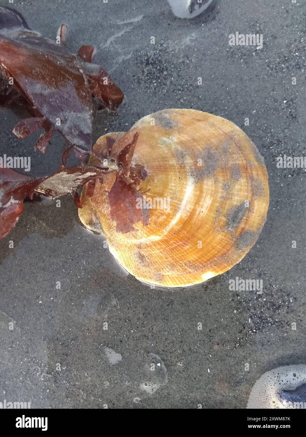 Atlantic deep-sea scallop (Placopecten magellanicus) Mollusca Stock ...