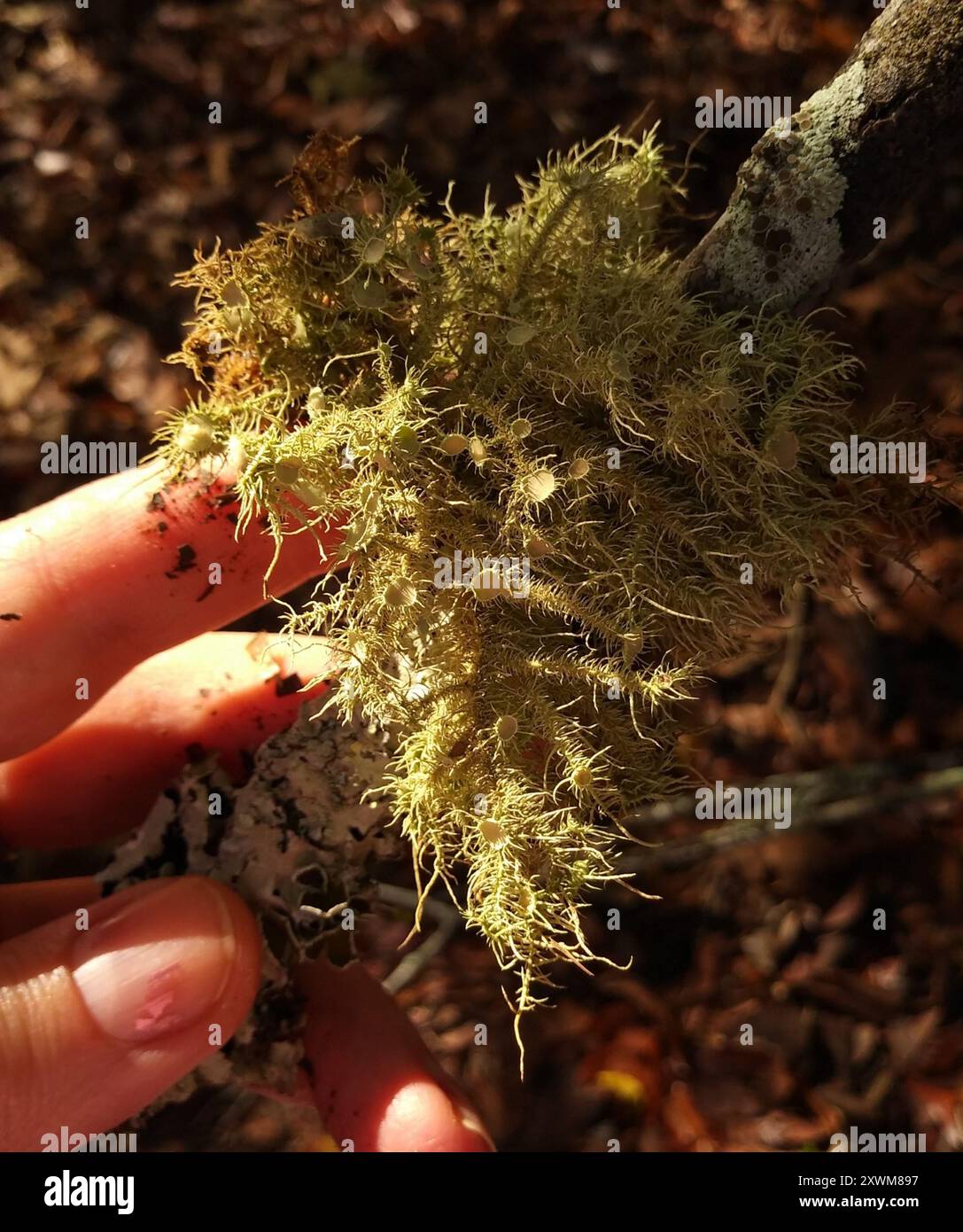 Bushy beard lichen (Usnea strigosa) Fungi Stock Photo - Alamy
