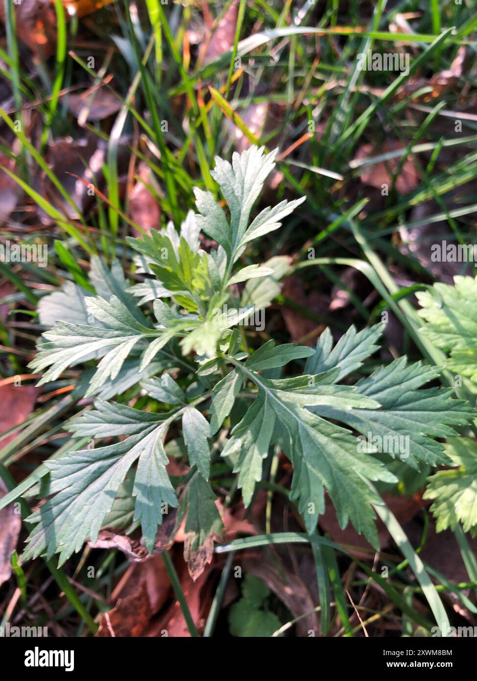 common mugwort (Artemisia vulgaris) Plantae Stock Photo - Alamy