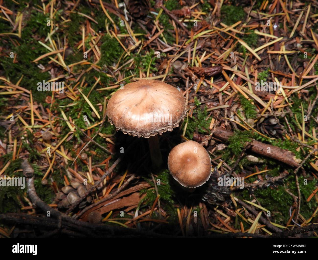 Common Fieldcap (Agrocybe pediades) Fungi Stock Photo - Alamy