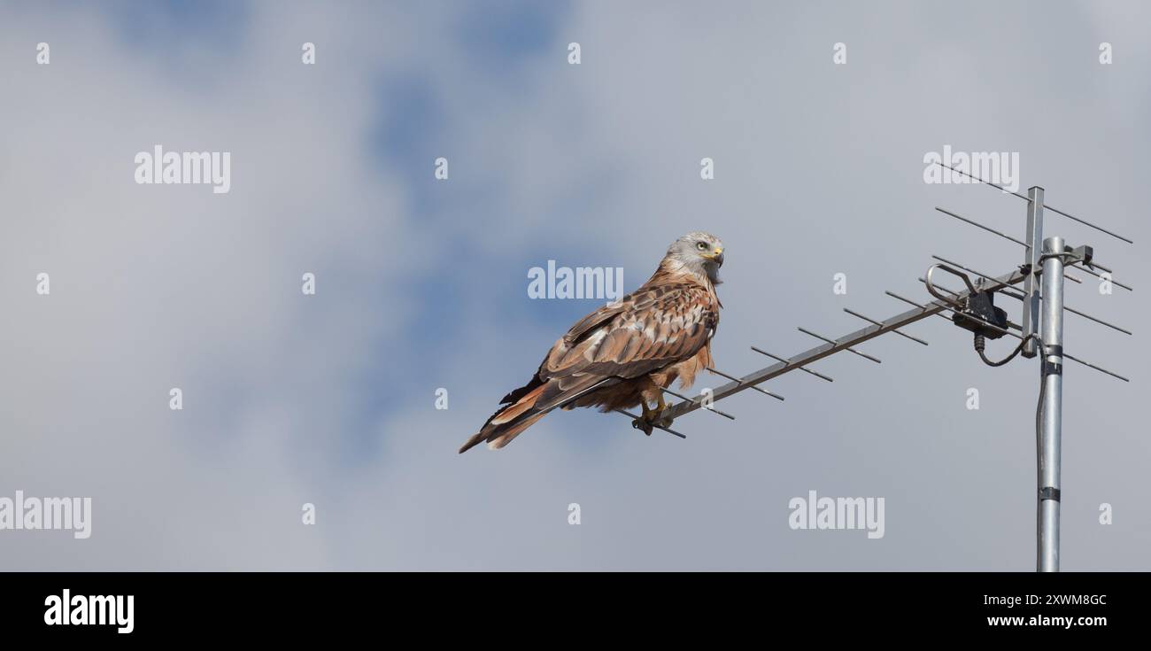 Red kite feathers hi-res stock photography and images - Alamy