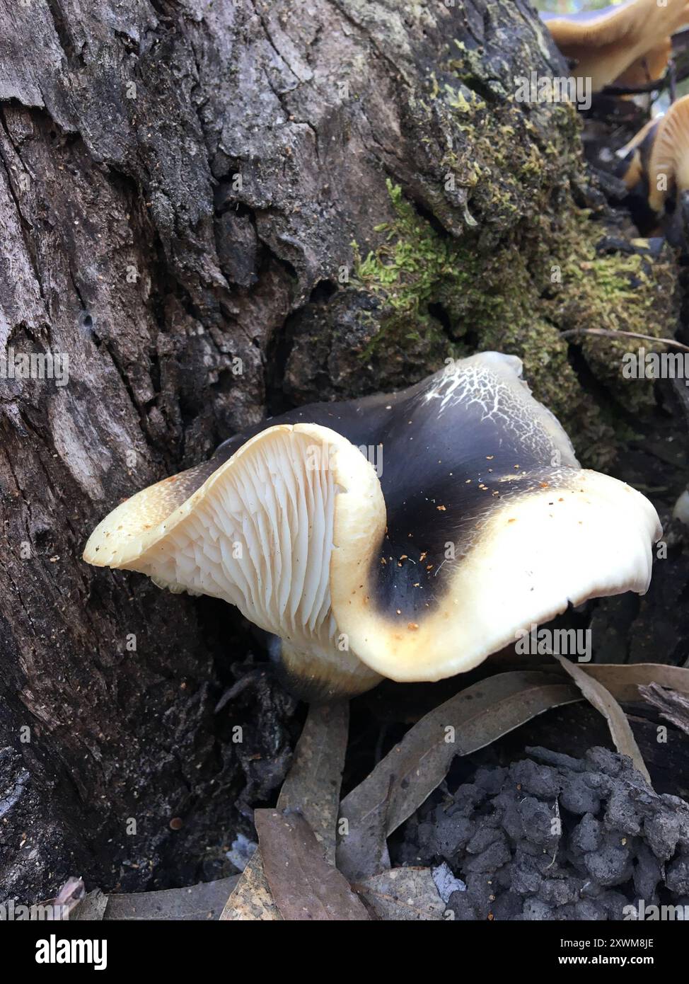 ghost fungus (Omphalotus nidiformis) Fungi Stock Photo - Alamy