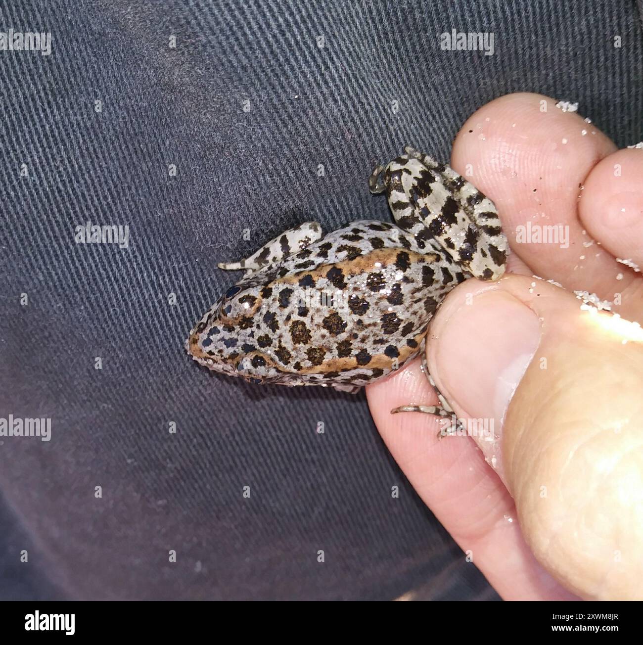 Gopher Frog (Lithobates capito) Amphibia Stock Photo - Alamy