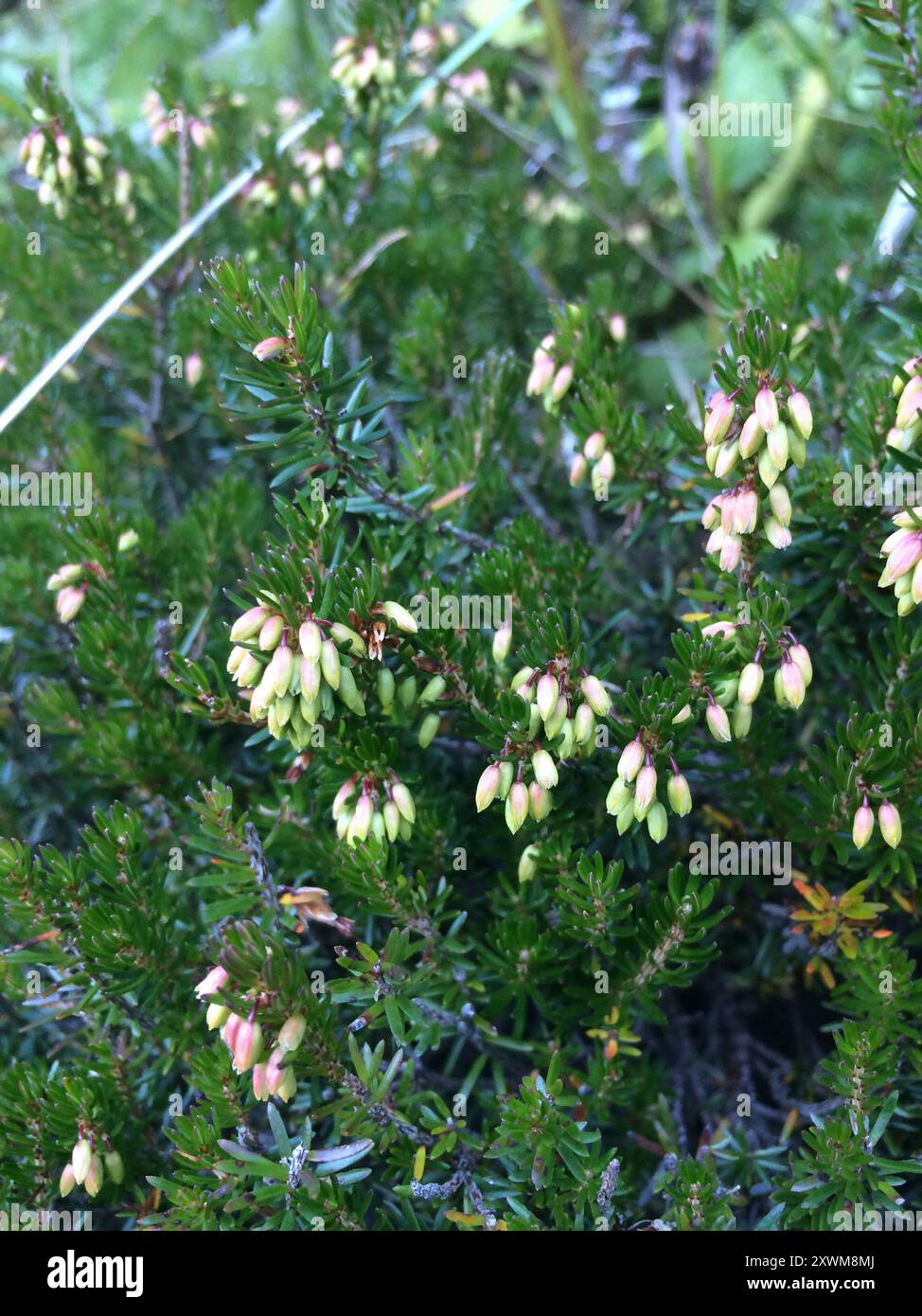 Spring Heath (Erica carnea) Plantae Stock Photo - Alamy