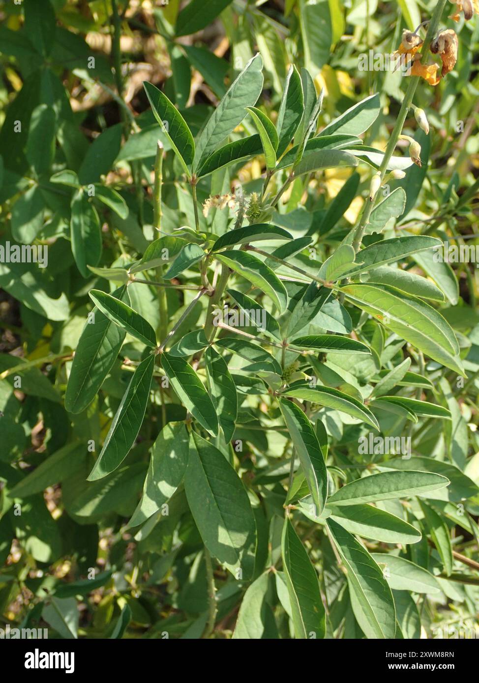 West Indian Rattlebox (Crotalaria trichotoma) Plantae Stock Photo - Alamy