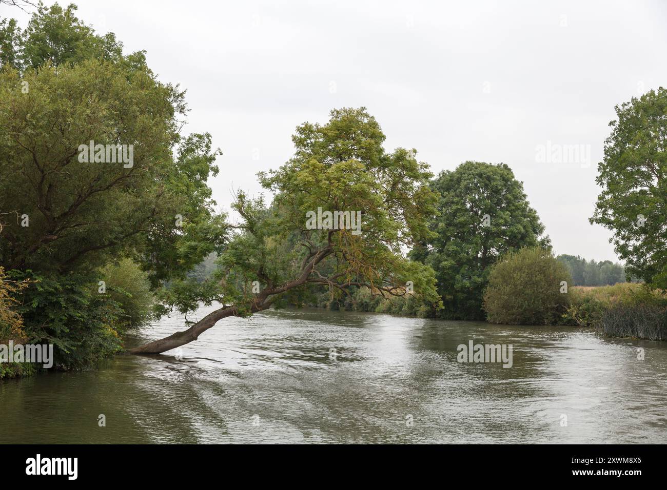 River thames trees hi-res stock photography and images - Alamy