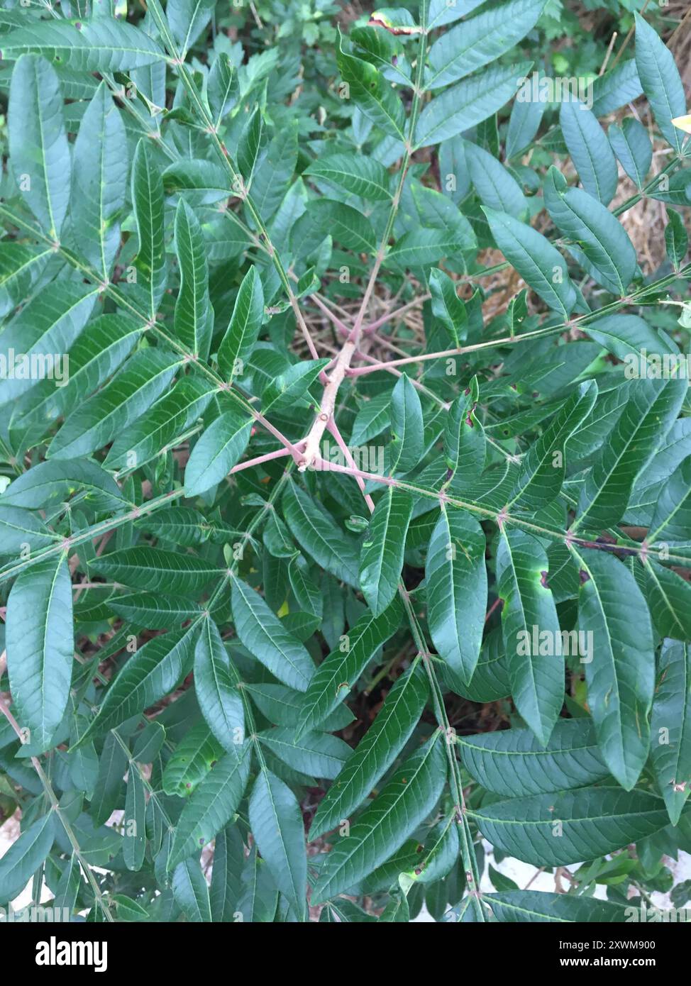 shining sumac (Rhus copallinum) Plantae Stock Photo - Alamy