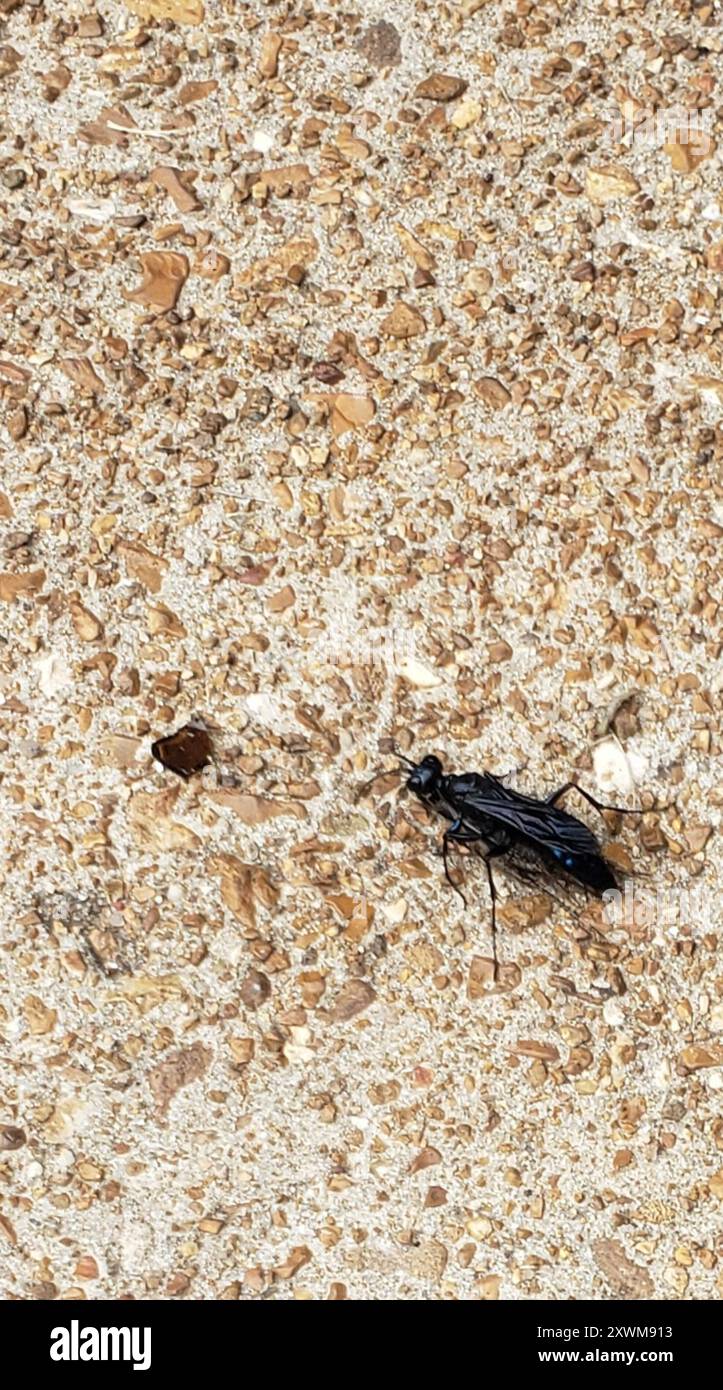 Steel-blue Cricket-hunter Wasp (Chlorion aerarium) Insecta Stock Photo ...